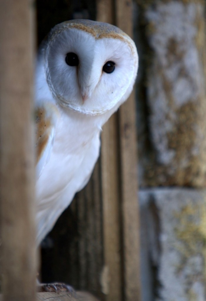 Photography Sessions - The Falconry Centre, Hagley, West Midlands