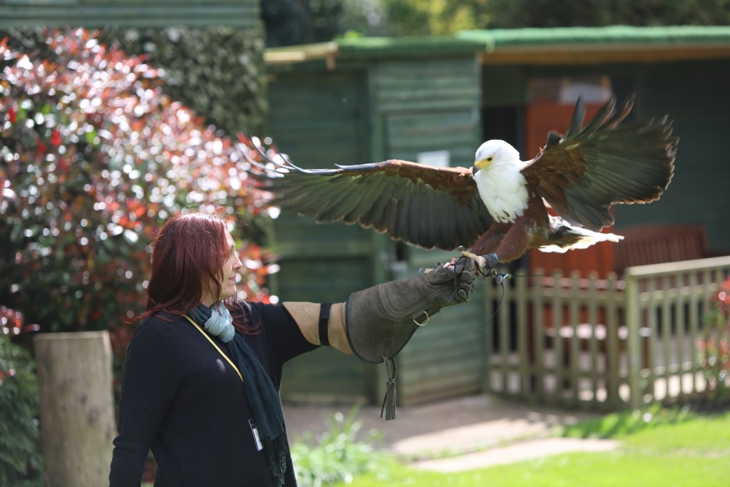 Book a Bird Flying Experience - The Falconry Centre, Hagley, West Midlands