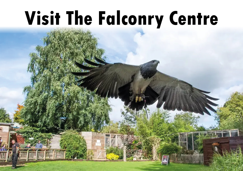- The Falconry Centre, Hagley, West Midlands